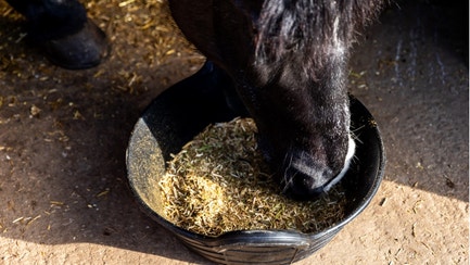 Horse Feed at SPILLERS: Equine Health & Nutrition Experts