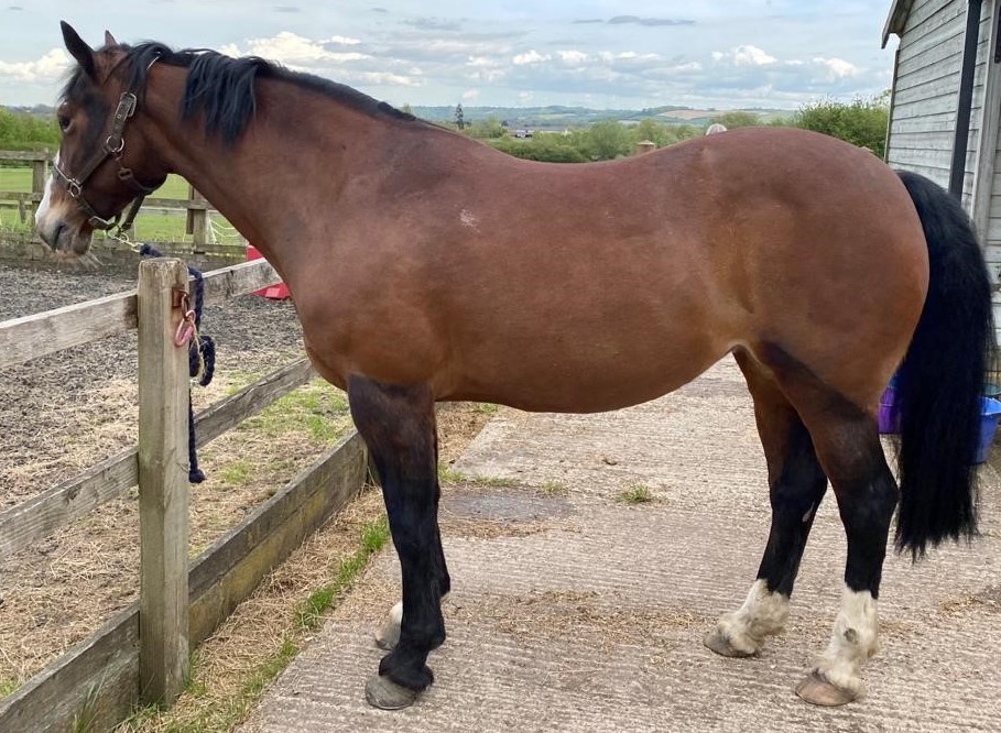 Can you spot an overweight horse? take our test to find out today ...