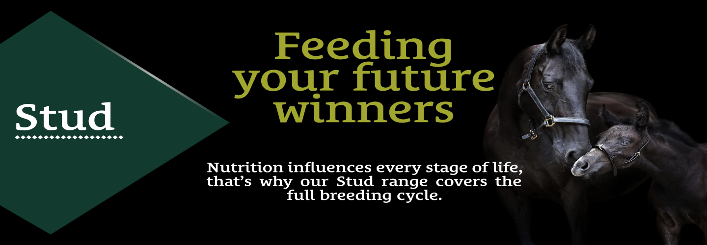 Stud Balancer Horse Feed | SPILLERS Feeds