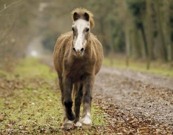 Cushings in Horses: Signs, Symptoms & Treatment | SPILLERS Feeds