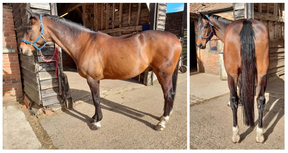 overweight horse problems