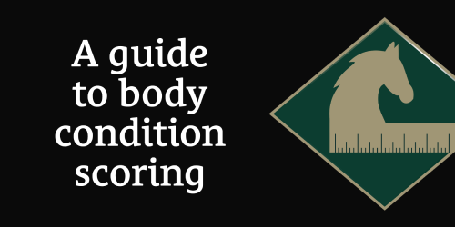 A guide to body condition scoring | SPILLERS Feeds